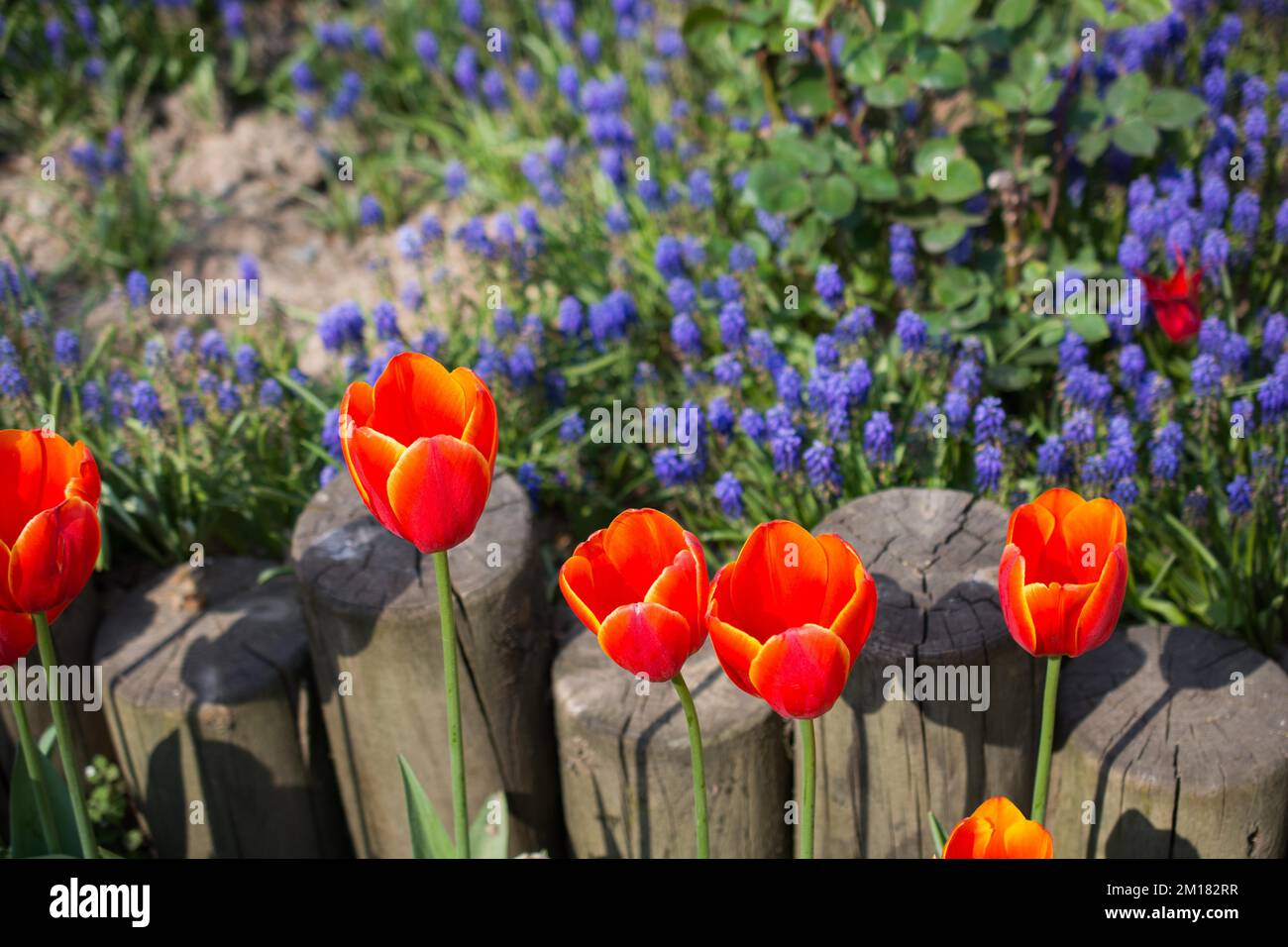 Orange color Tulips Bloom in Spring in garden Stock Photo - Alamy