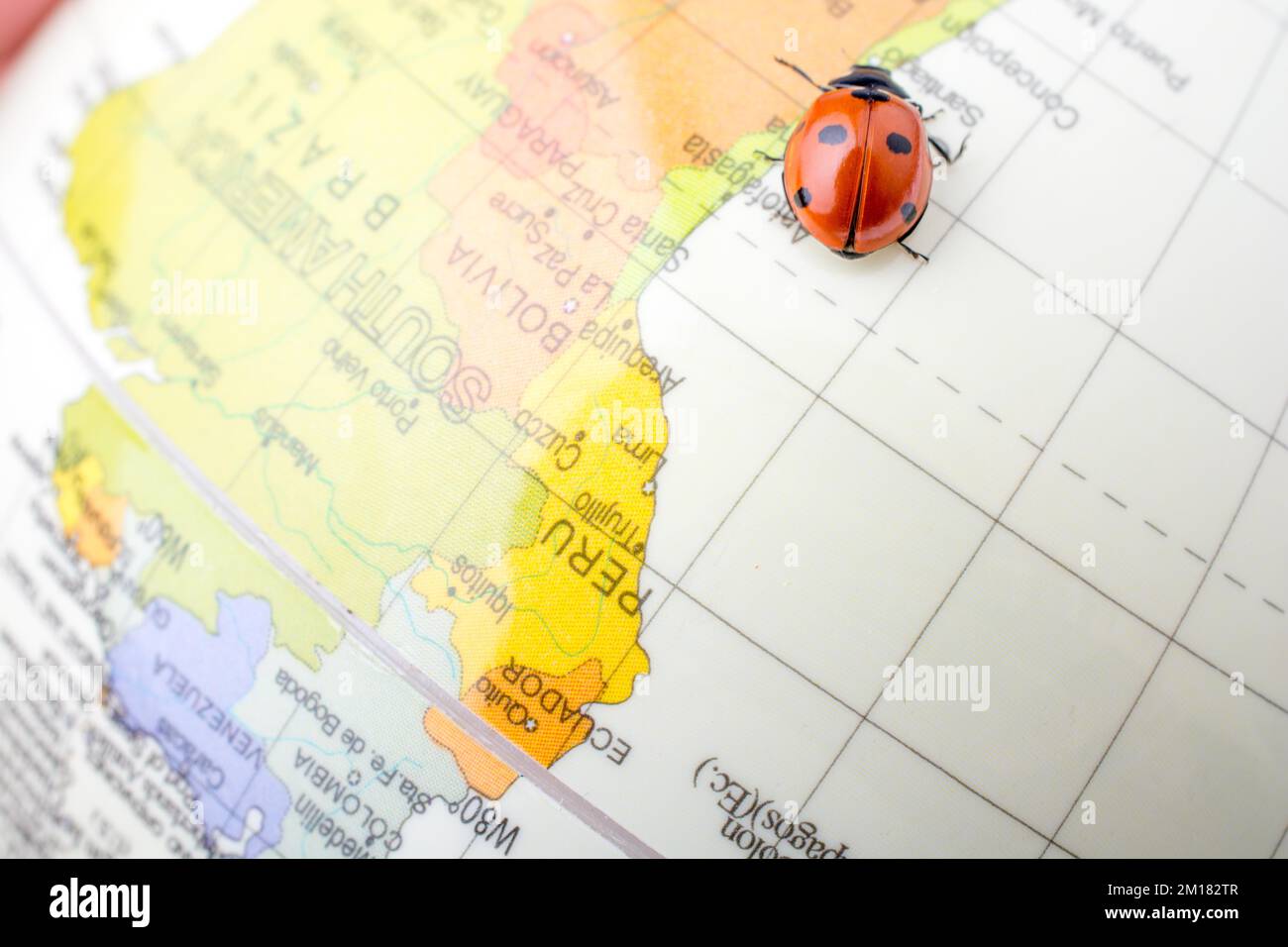 Beautiful photo of red ladybug walking around objects Stock Photo - Alamy