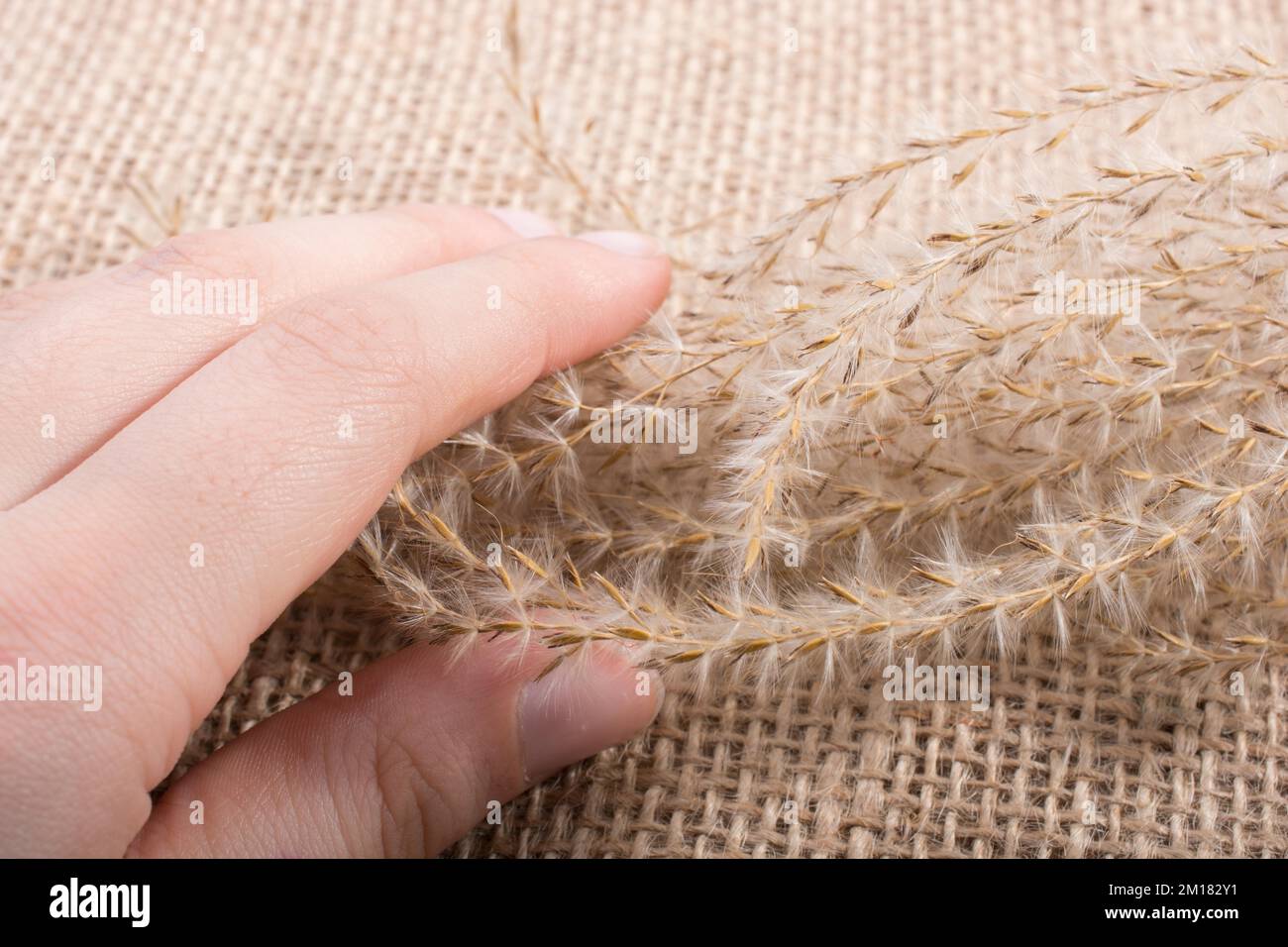 Beautiful colorful natural flowers in dry form Stock Photo - Alamy
