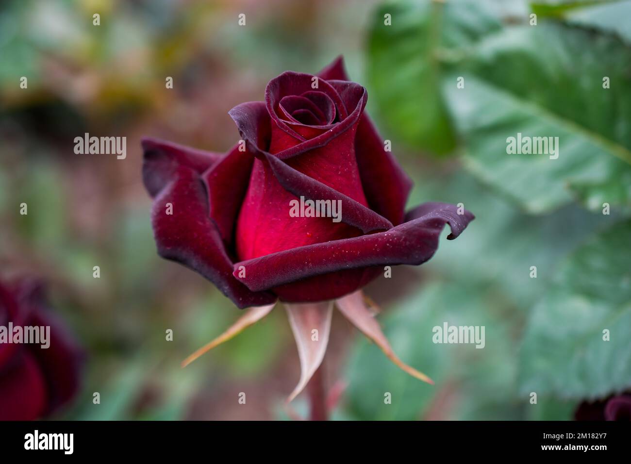 Beautiful colorful Rose Flower on garden background Stock Photo - Alamy