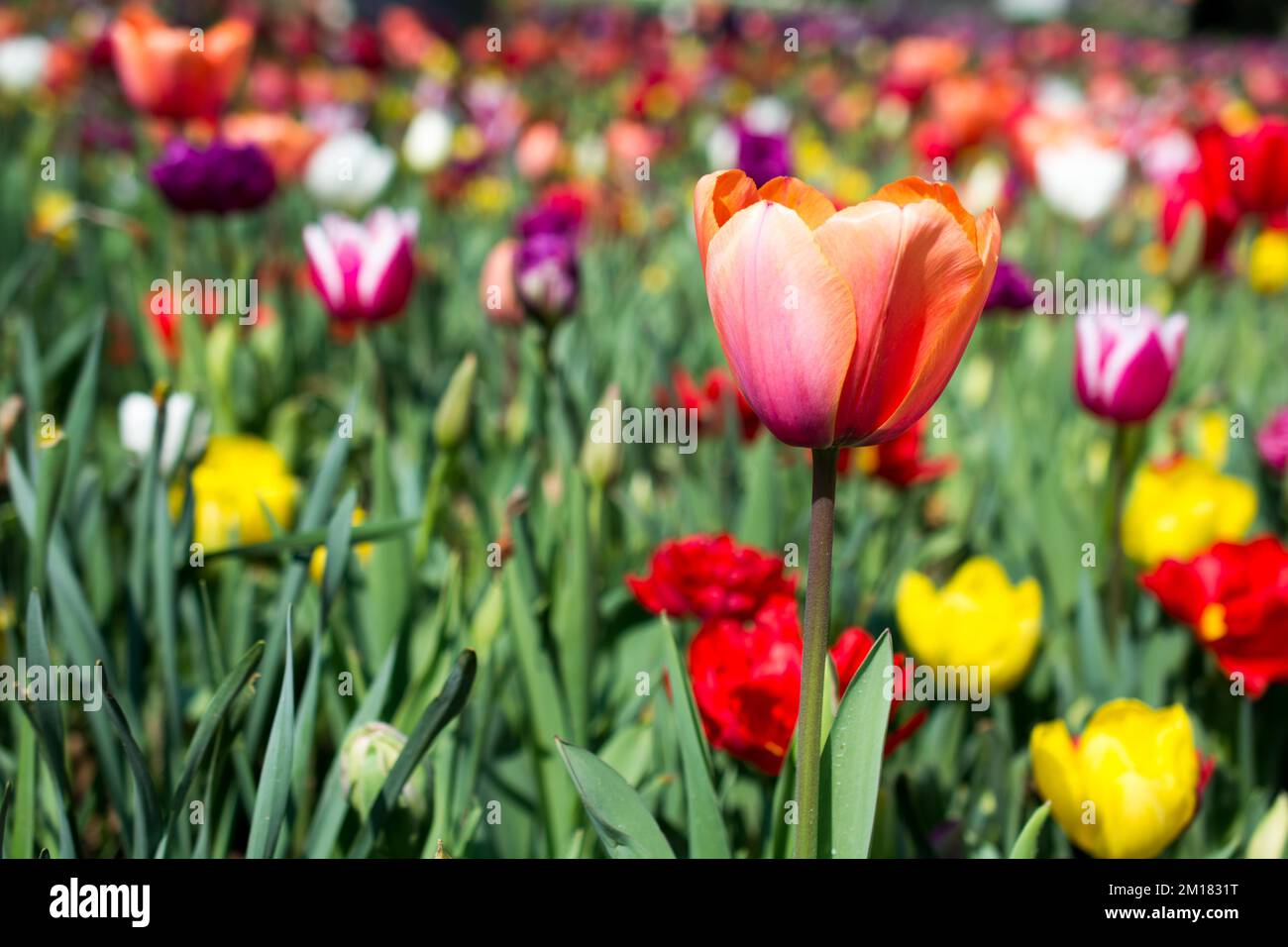 Tulips of various colors in nature in spring time Stock Photo - Alamy