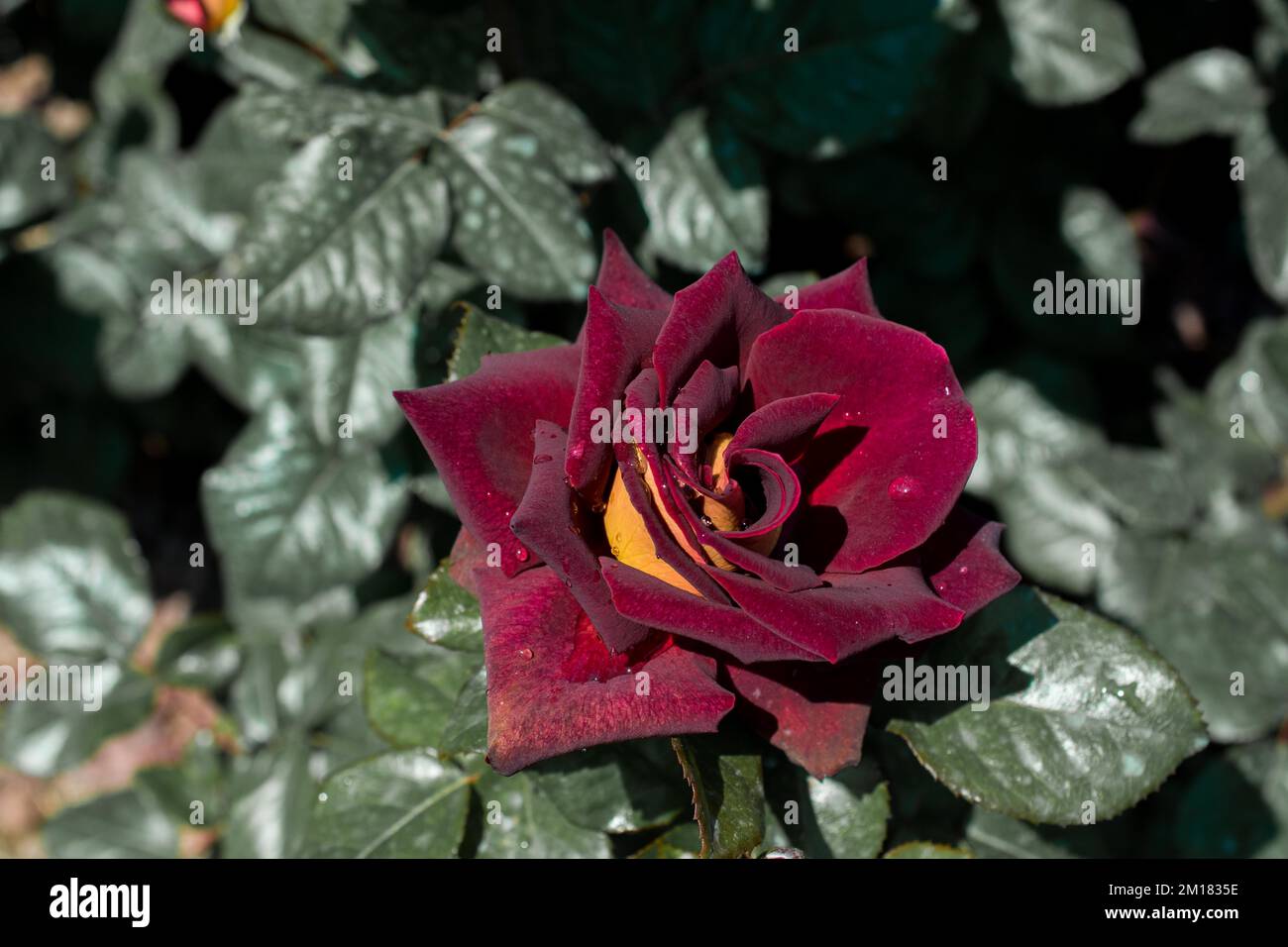 Beautiful colorful Rose Flower on garden background Stock Photo - Alamy