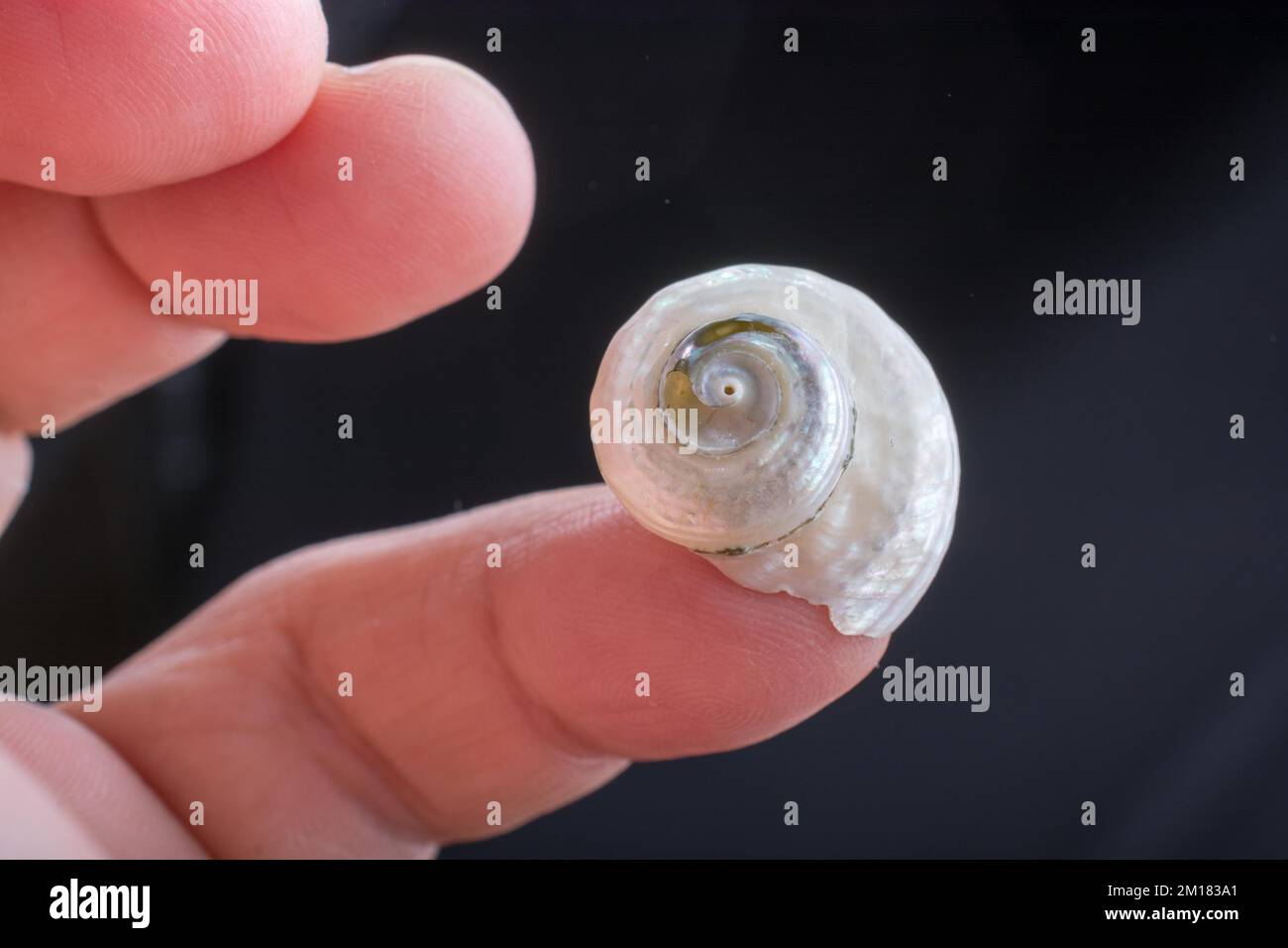 Hand holding seashell hi-res stock photography and images - Alamy