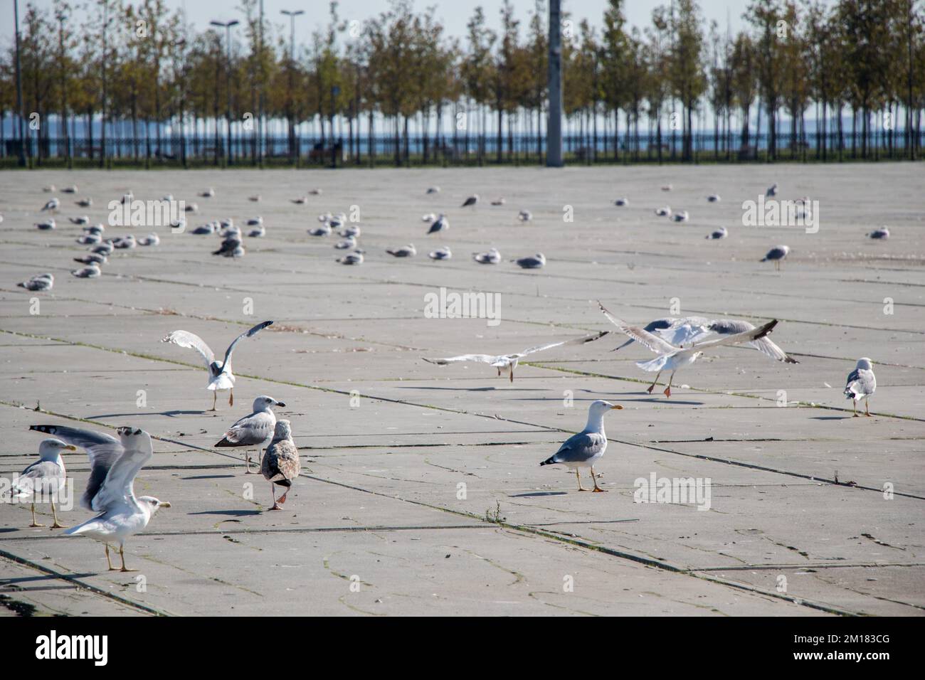 Seagulls are having a rest on a concrete ground Stock Photo - Alamy