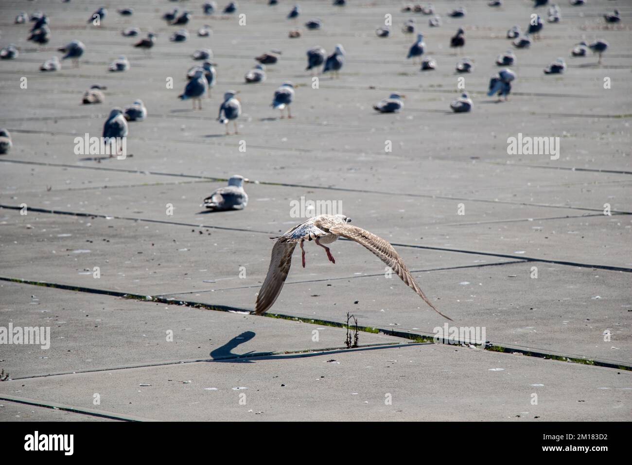 Seagulls are having a rest on a concrete ground Stock Photo - Alamy