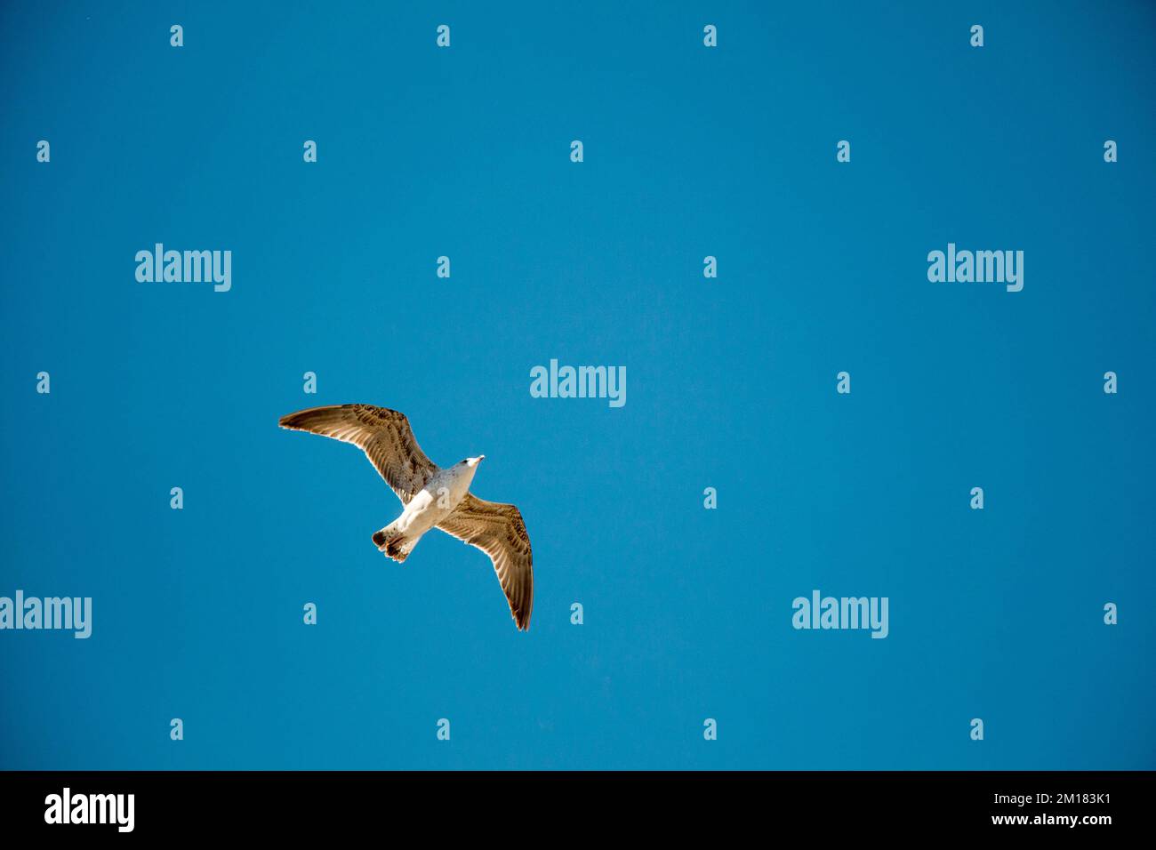 Single pigeon in the air with wings wide open Stock Photo - Alamy