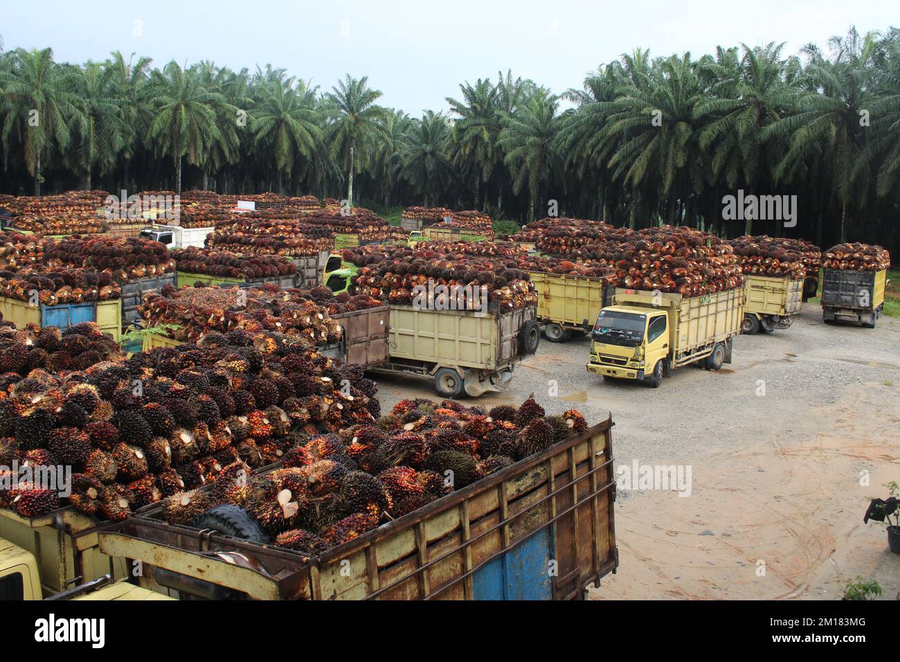 Oil palm fruit truck hi-res stock photography and images - Alamy