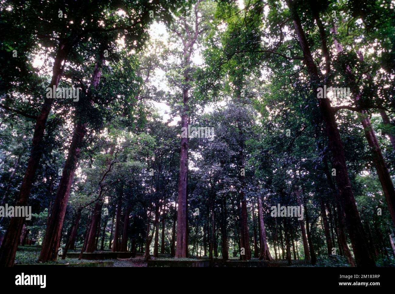 The Conolly's Plot on the banks of Chaliyar river, Nilambur, Kerala ...