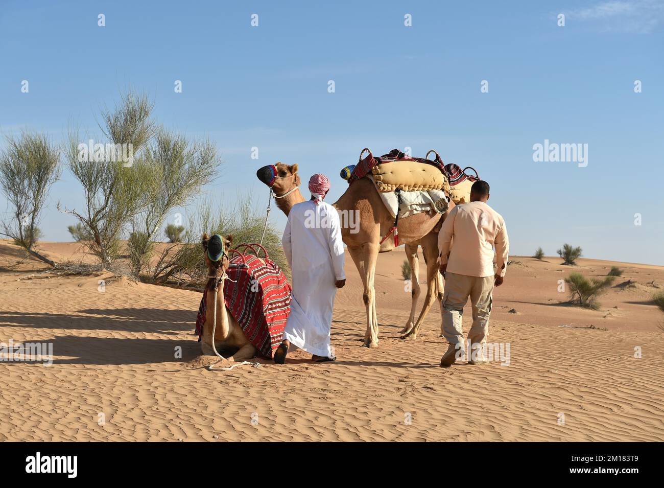 Arabian Peninsula Desert