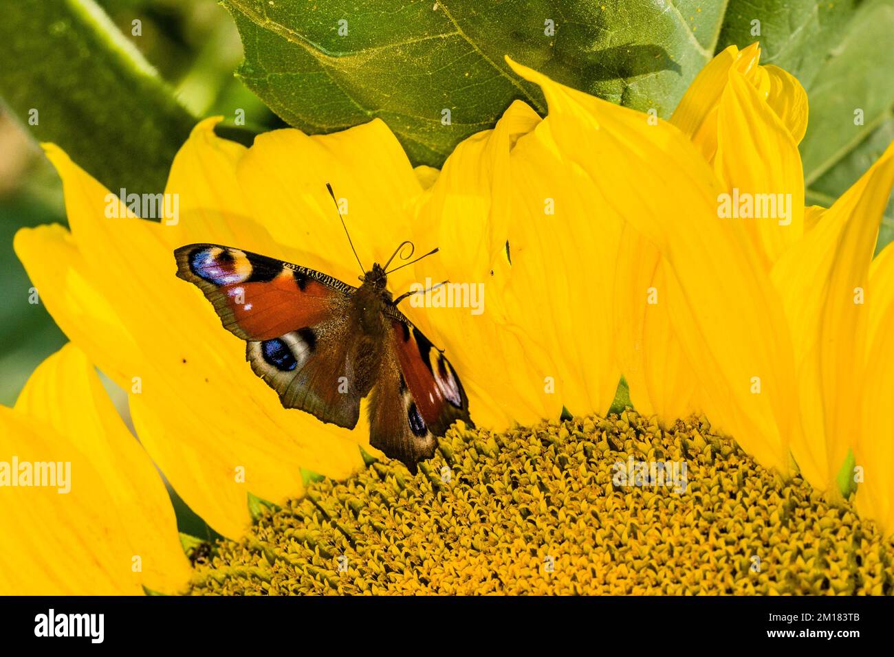 Butterfly on flower petal hi-res stock photography and images - Alamy