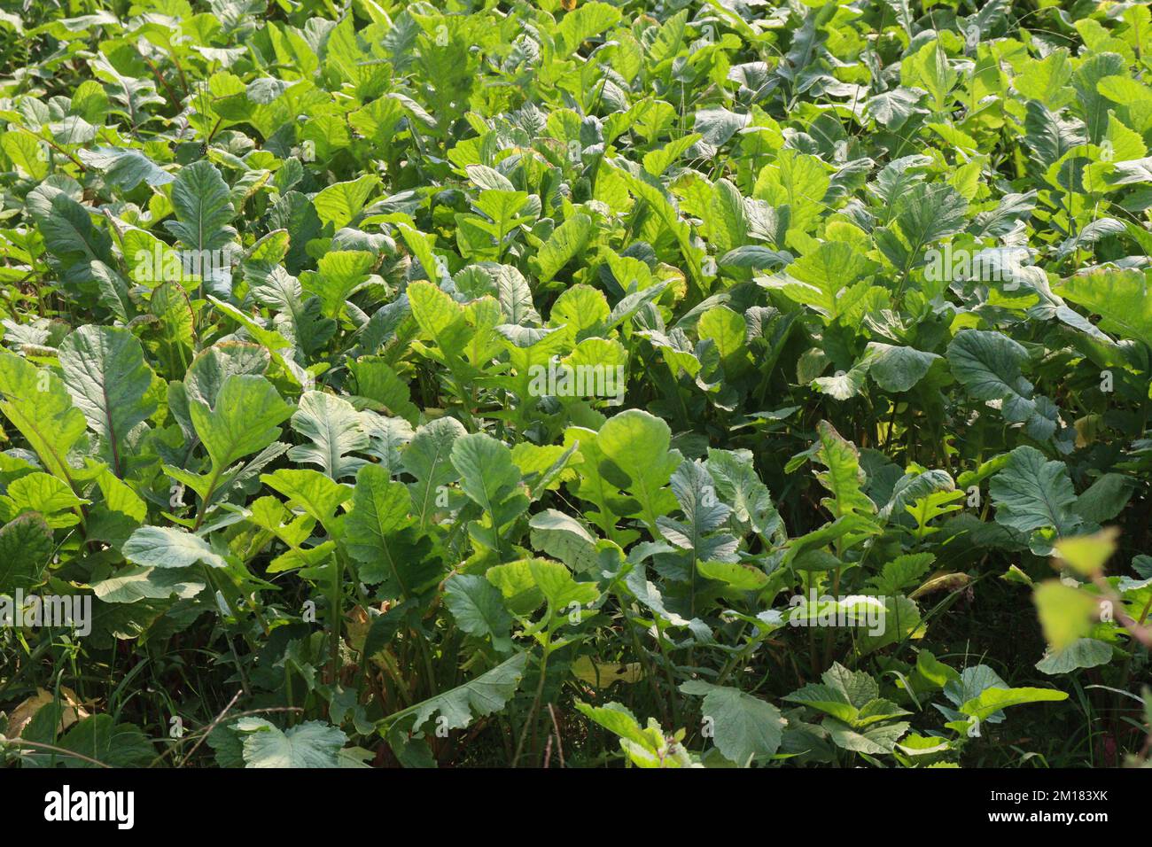 Radish spinach hi-res stock photography and images - Alamy