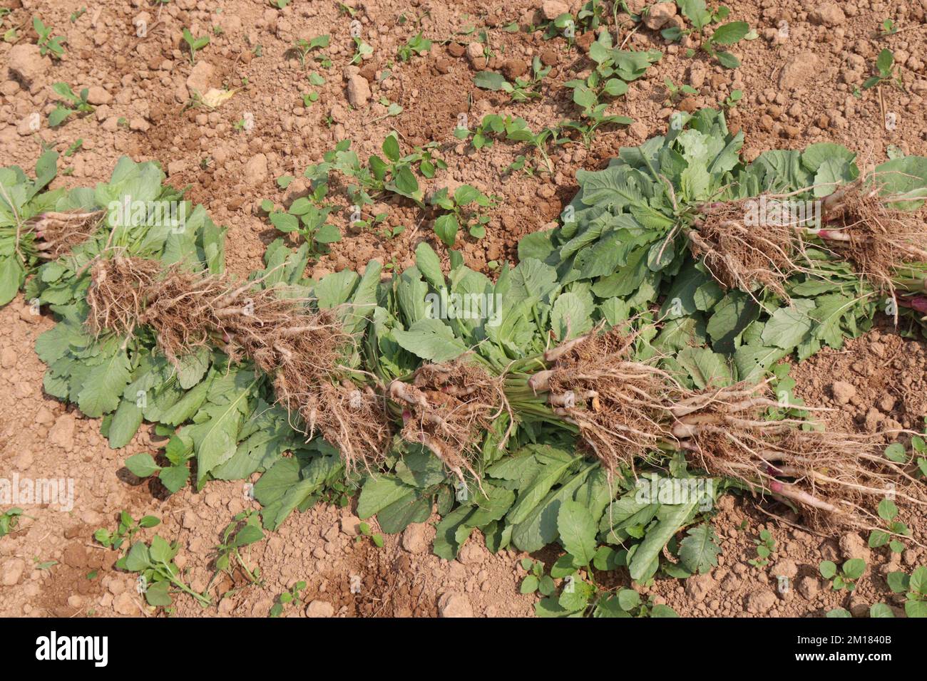 Radish spinach hi-res stock photography and images - Alamy