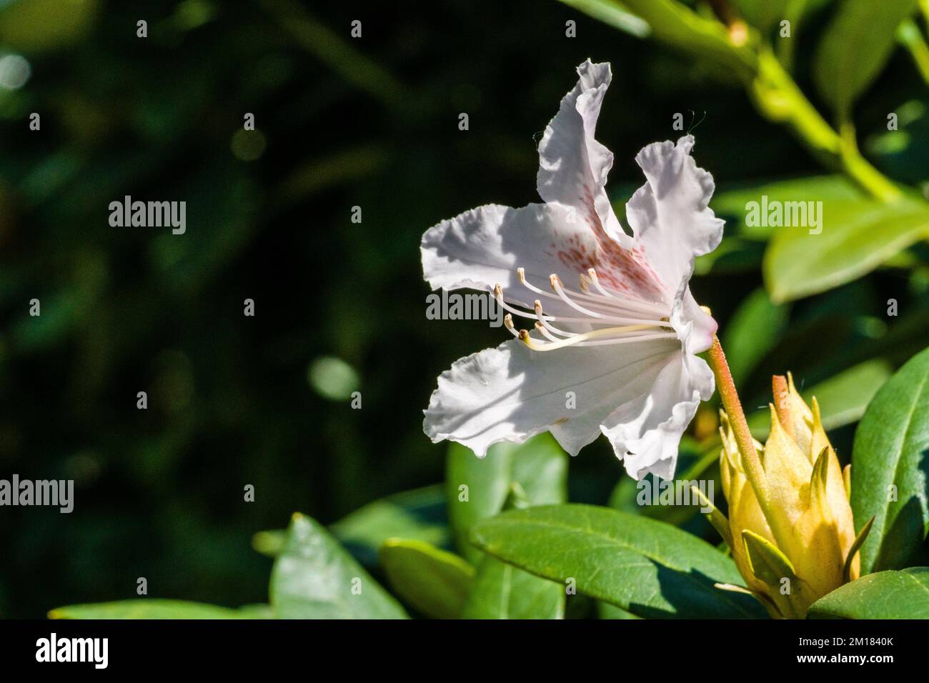 A blooming white blossom of a rhododendron bush (Rhododendron wardii ...
