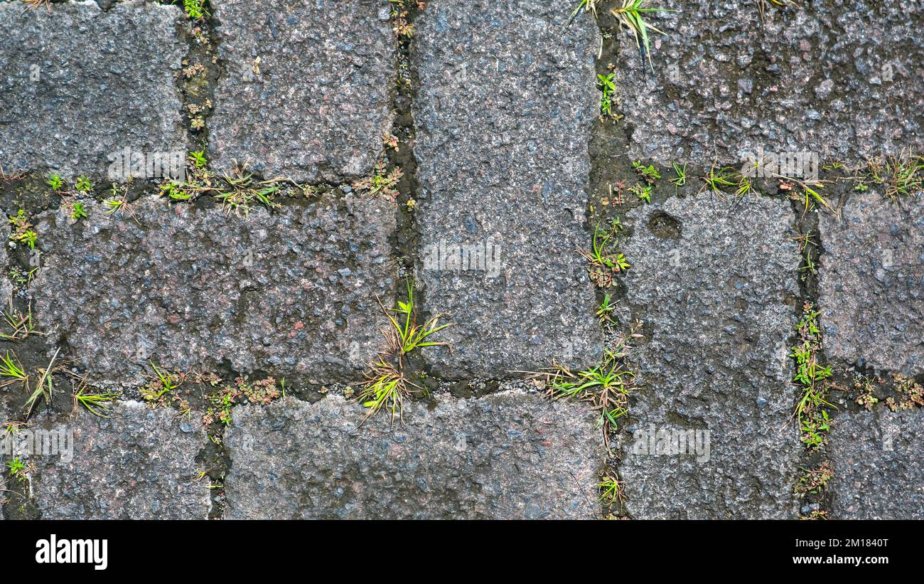 paving block texture with weeds in the gaps in the background Stock ...