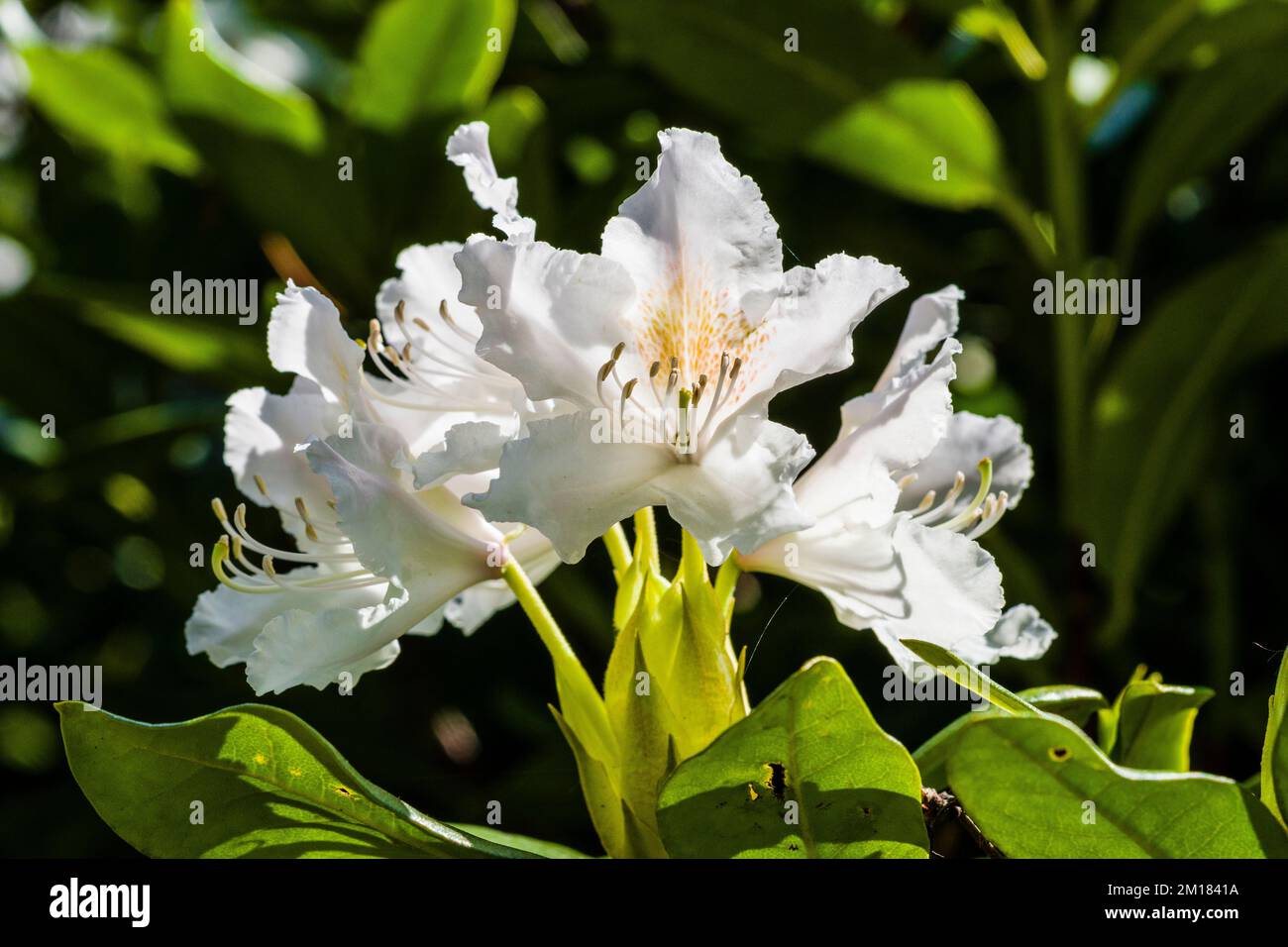 A blooming white blossom of a rhododendron bush (Rhododendron wardii ...