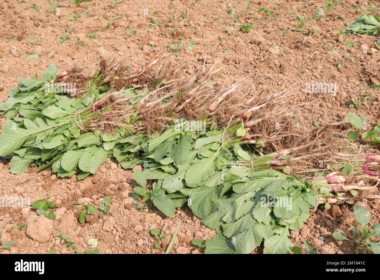 green colored radish spinach farm for harvest Stock Photo - Alamy