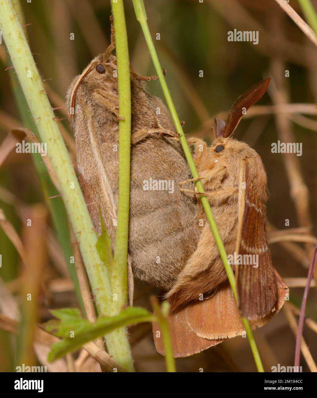 fox moths, Macrothylacia rubi, mating on a grass Stock Photo - Alamy