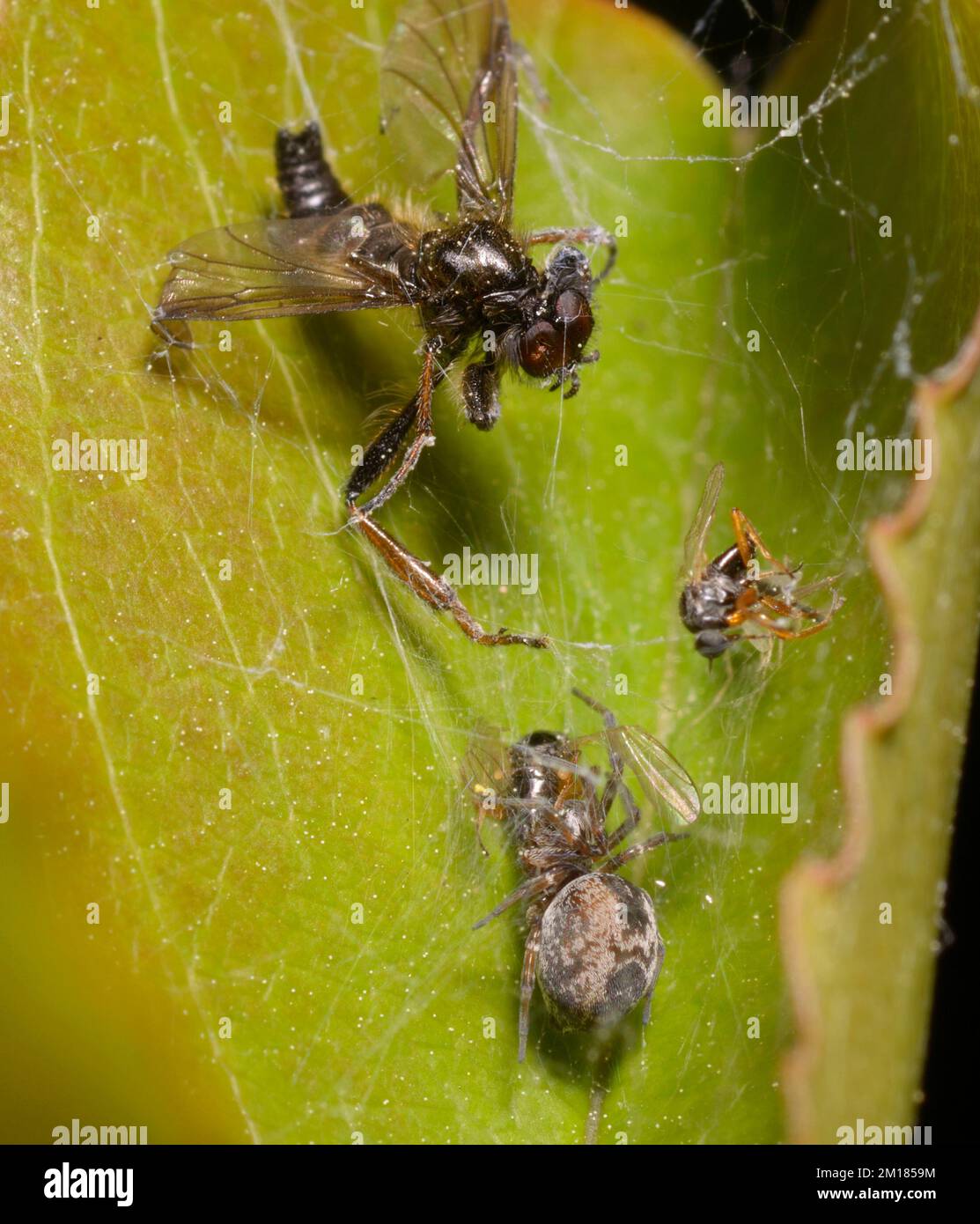 cribellate spider, Archaeodictyna, cobweb the flies stocking up on food ...