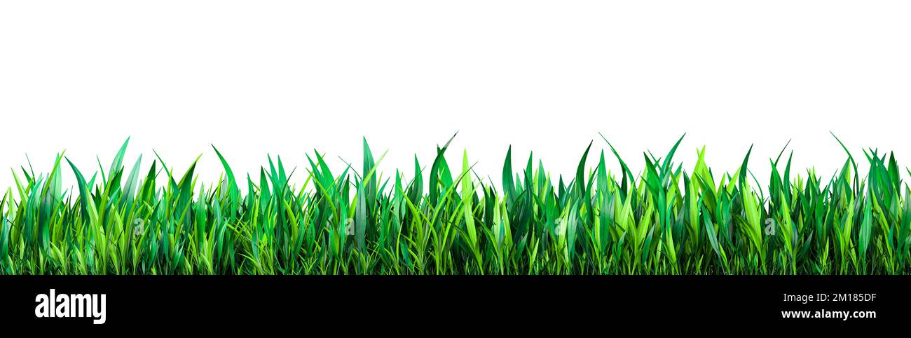 Green grass banner. Green grass isolated on white. fresh green grass ...