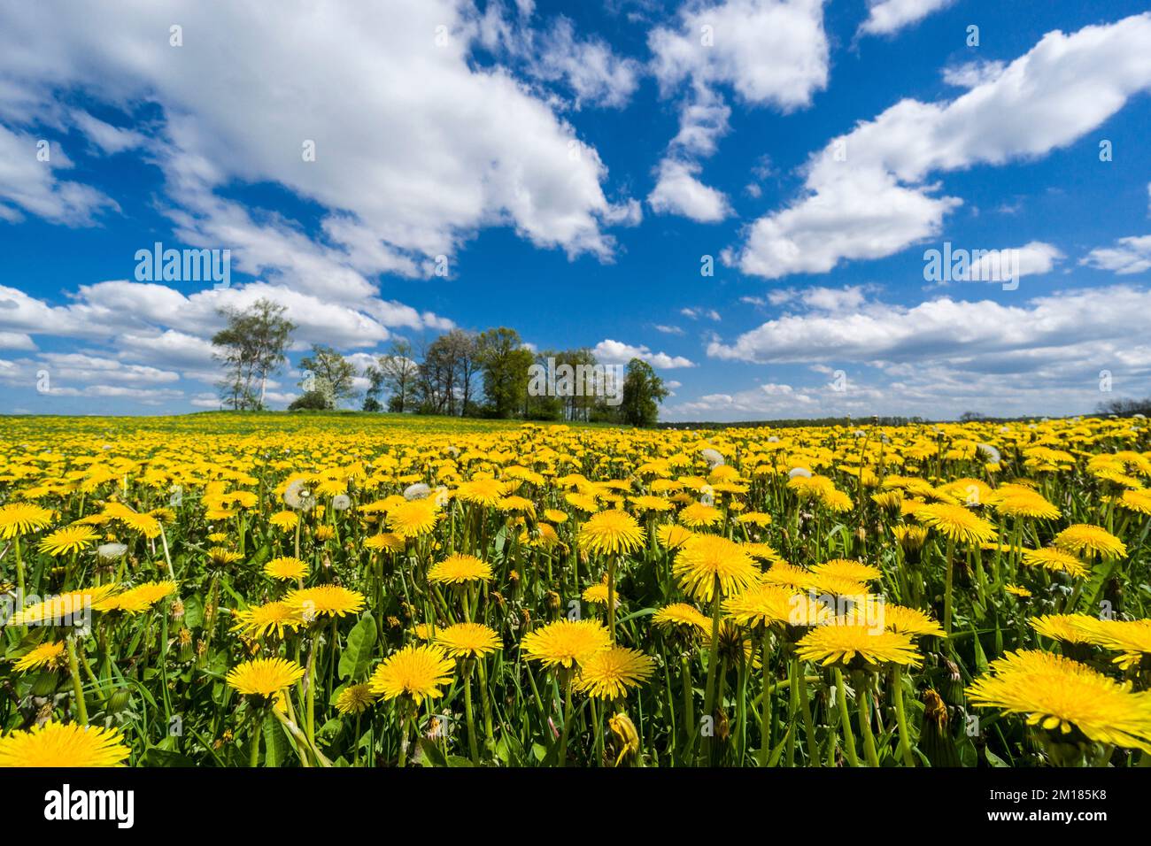 Agricultural landscape with green meadows, trees and many yellow ...