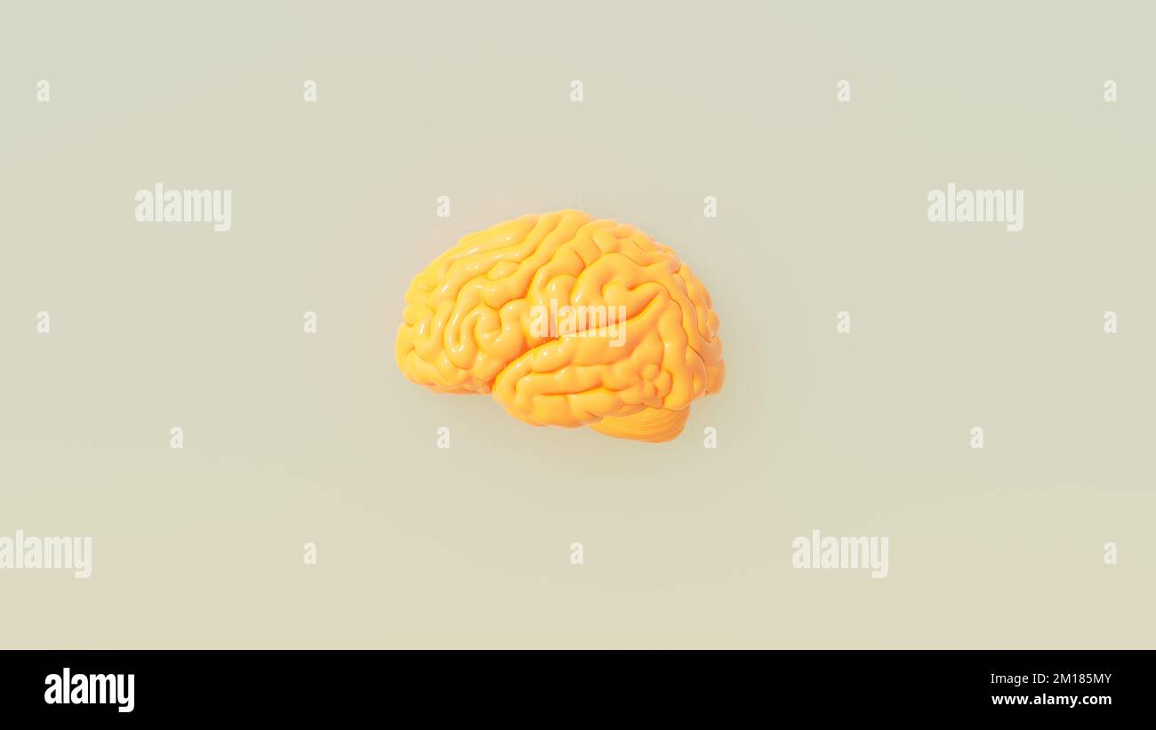 Human brain lobes and functions hi-res stock photography and images - Alamy