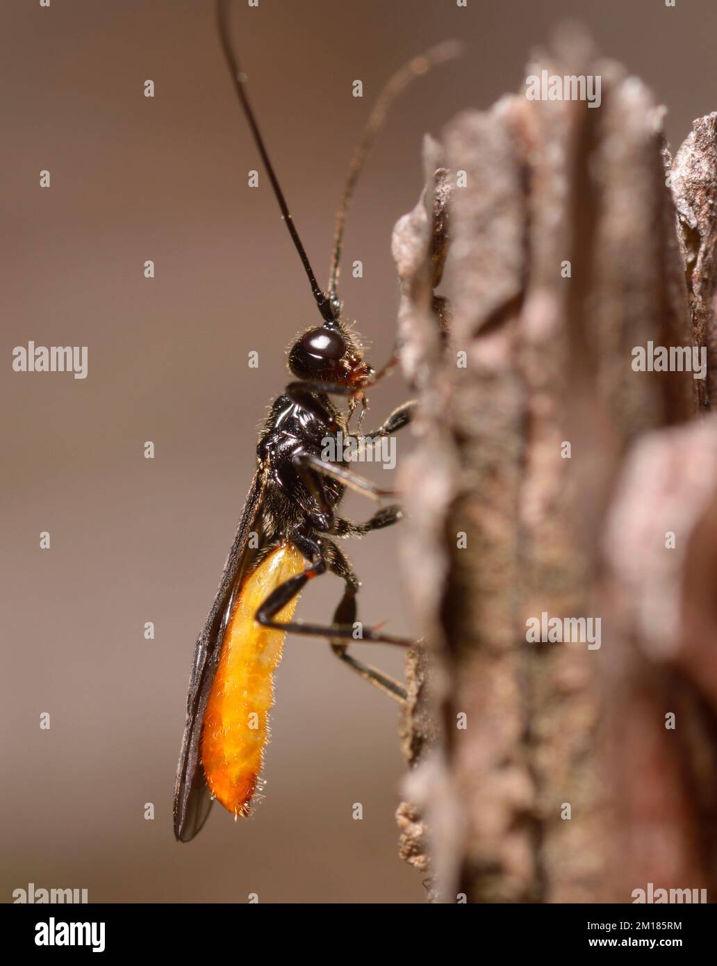 braconid parasitoid wasp, Braconinae, sitting on a piece of wood Stock ...