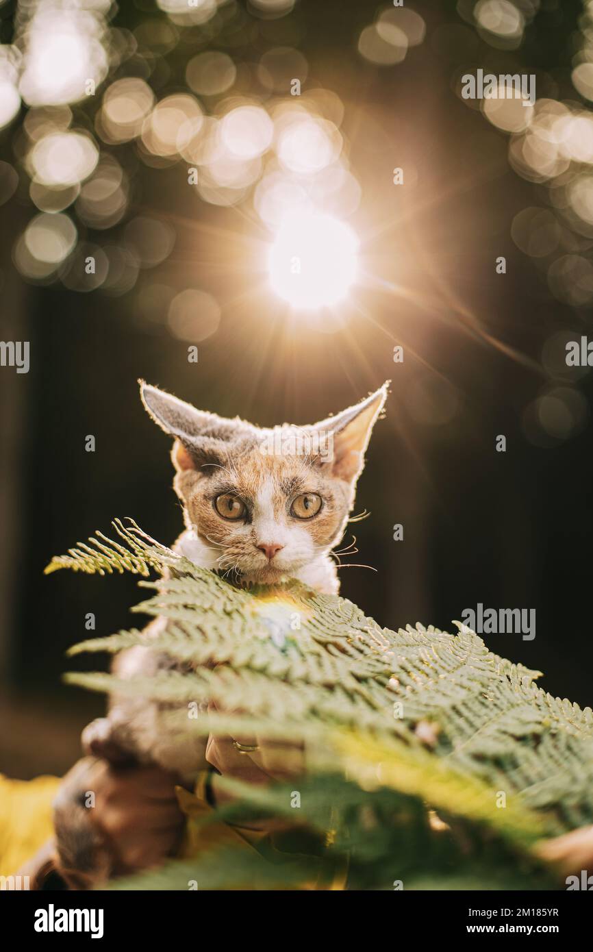 Cute Funny Curious Playful Beautiful Devon Rex Cat Looking At Camera ...