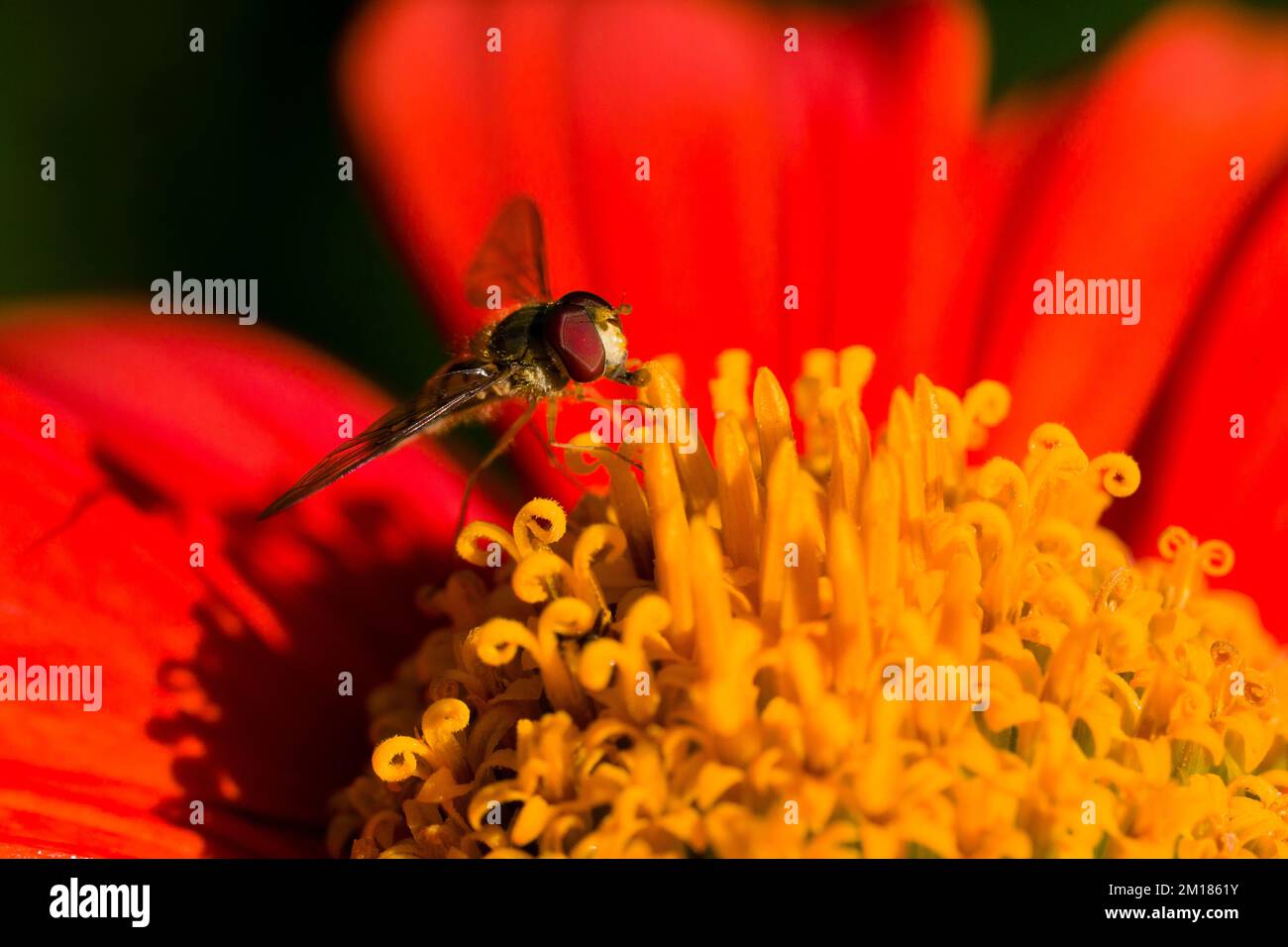 A Common Hoverfly (Eupeodes corollae) is collecting nectar from a red ...