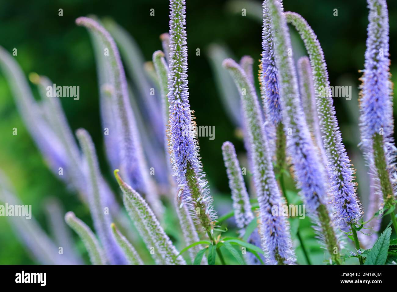 Blue flower Veronica Longifolia in the garden, closeup Stock Photo - Alamy