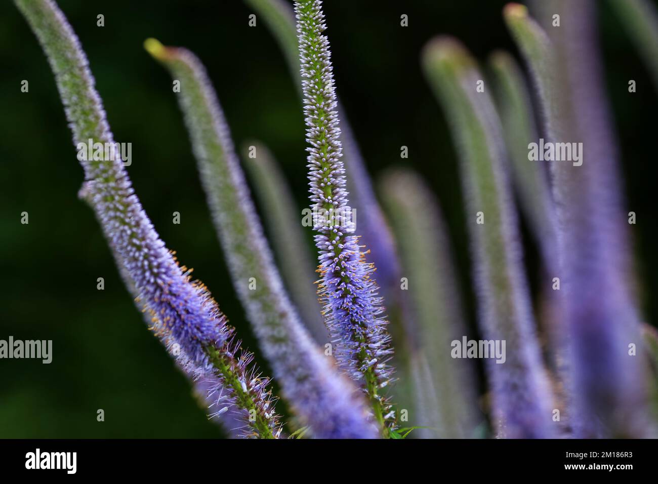 Blue flower Veronica Longifolia in the garden, closeup Stock Photo - Alamy