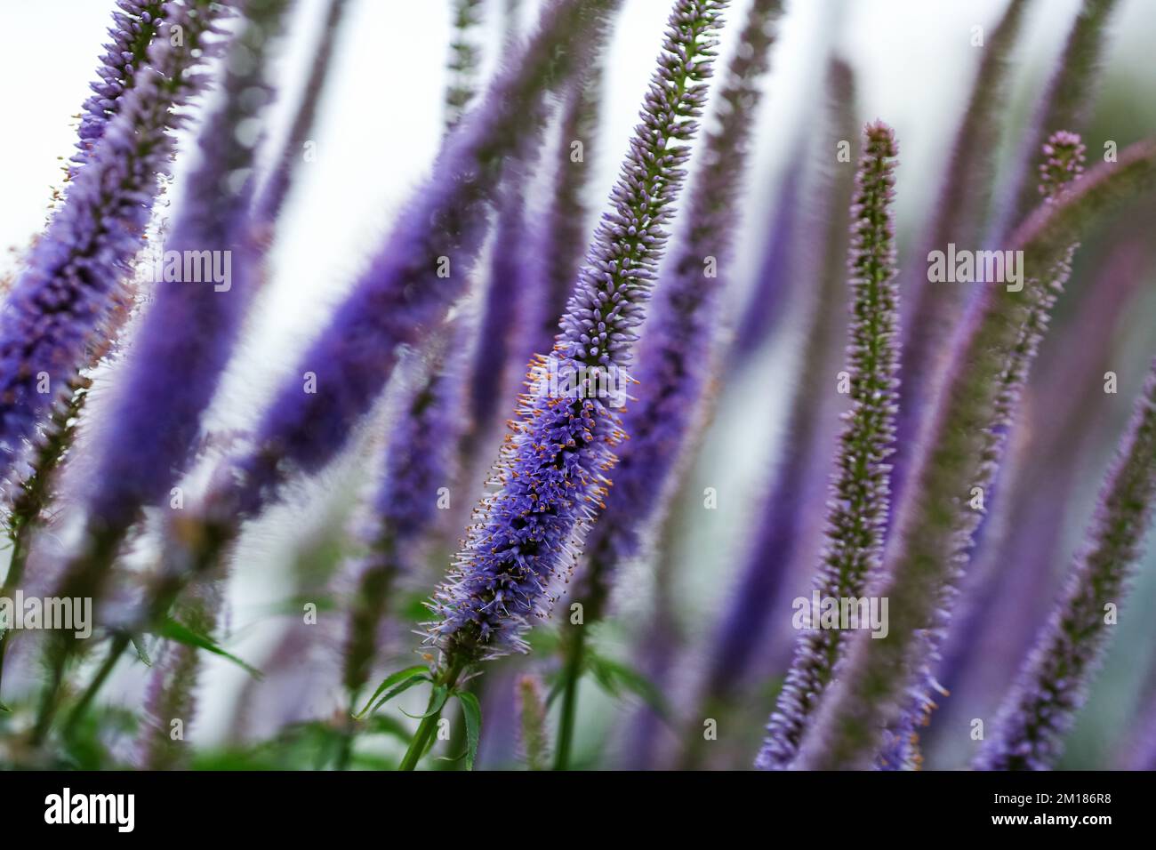 Blue flower Veronica Longifolia in the garden, closeup Stock Photo - Alamy