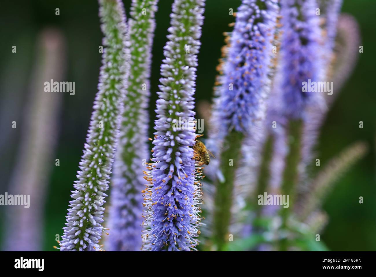 Blue flower Veronica Longifolia in the garden, closeup Stock Photo - Alamy