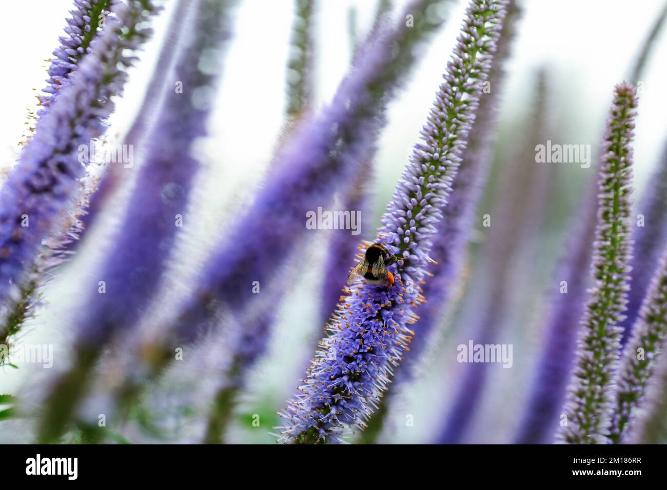 Blue flower Veronica Longifolia in the garden, closeup Stock Photo - Alamy