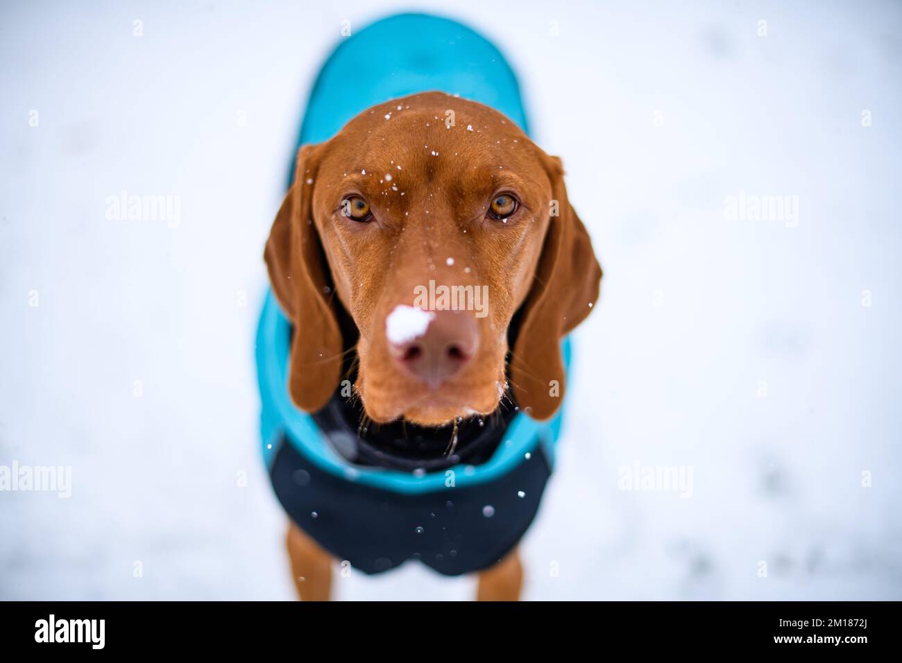 Beautiful vizsla dog wearing blue winter coat enjoying snowy day ...