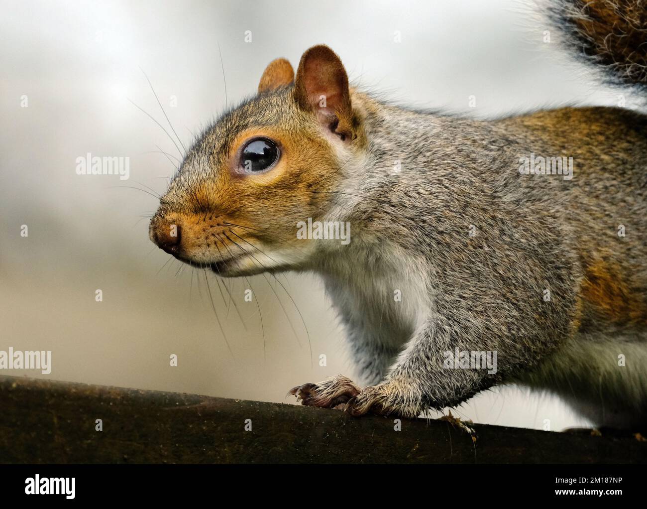The eastern gray squirrel, also known, particularly outside of North ...