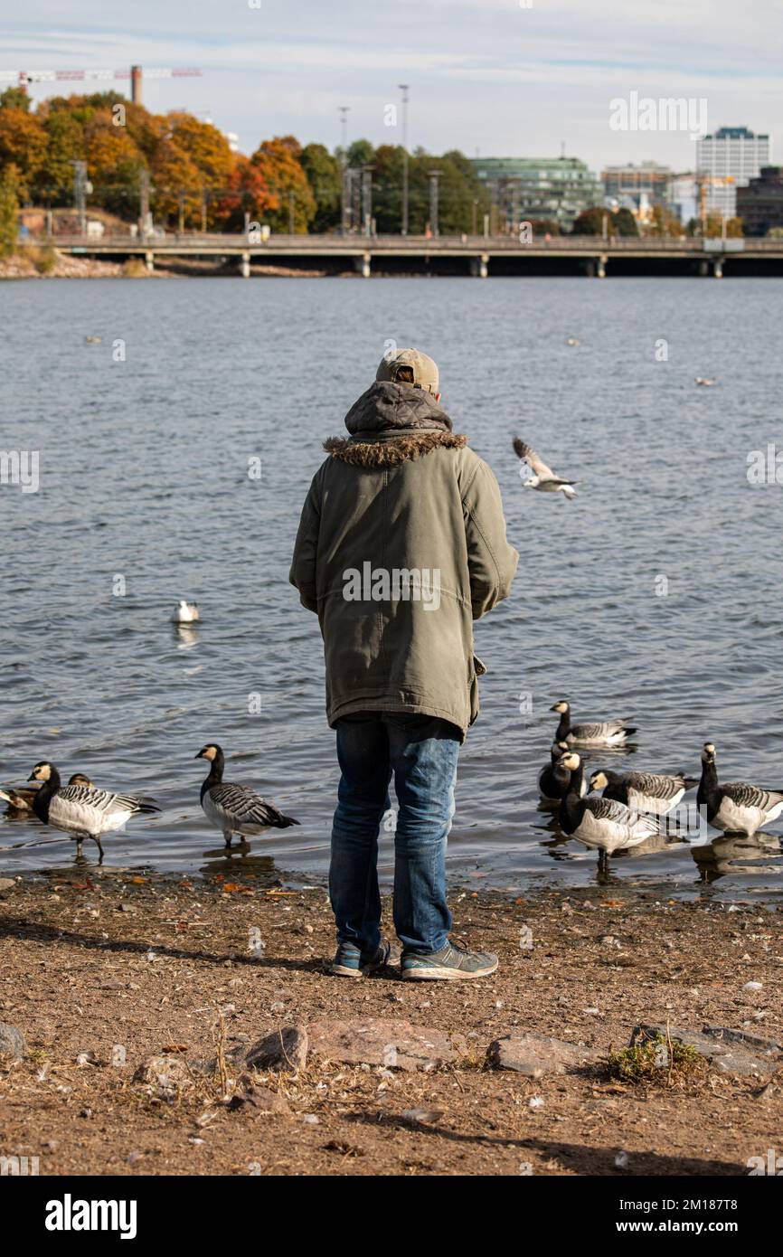 Man feeding barnacle geese at Töölönlahti Bay beach in Helsinki ...