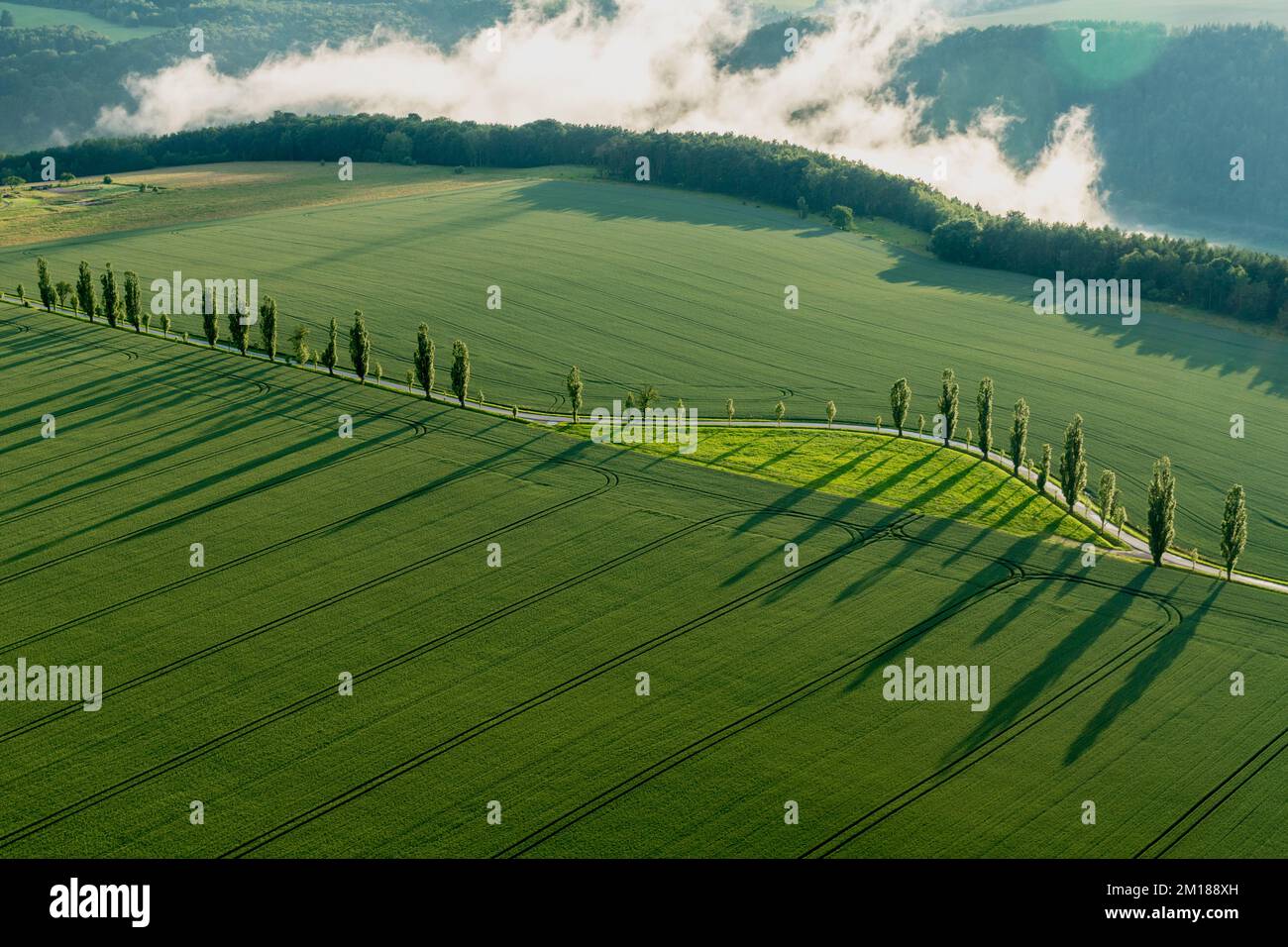 A row of Poplar trees (Populus) is creating long shadows on a green ...