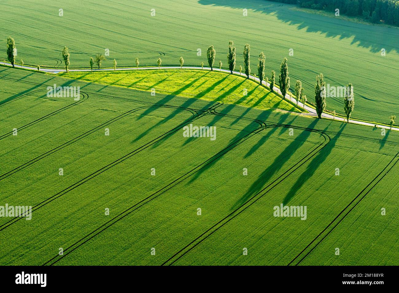 A row of Poplar trees (Populus) is creating long shadows on a green ...