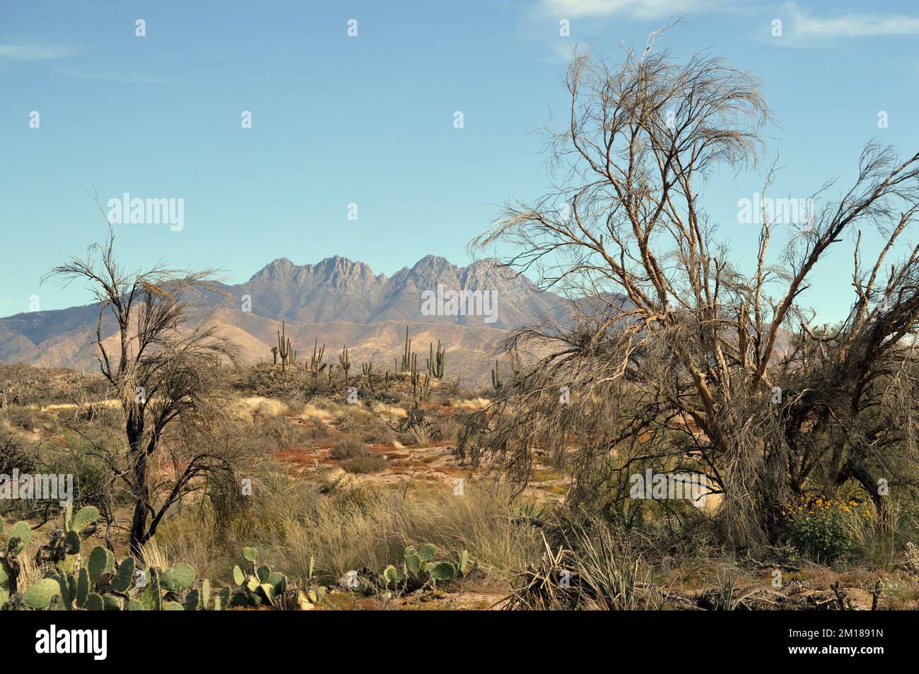 A beautiful landscape of the Four Peaks, Arizona, and the Sonoran ...