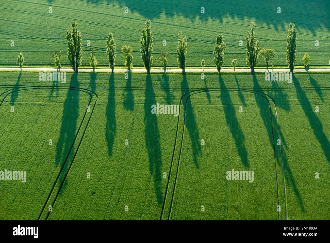 A row of Poplar trees (Populus) is creating long shadows on a green ...