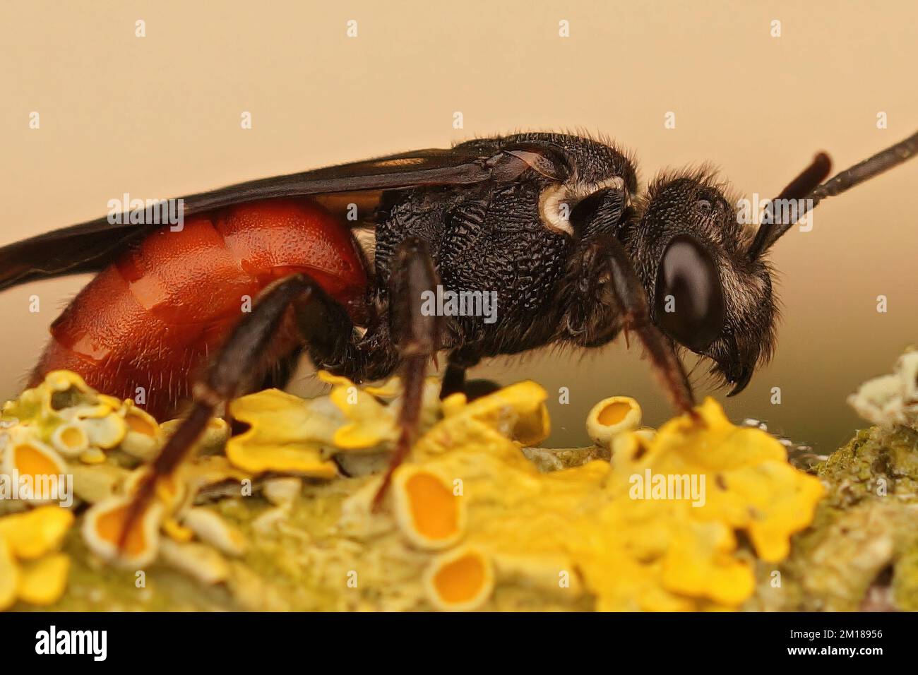 Albilabris hi-res stock photography and images - Alamy