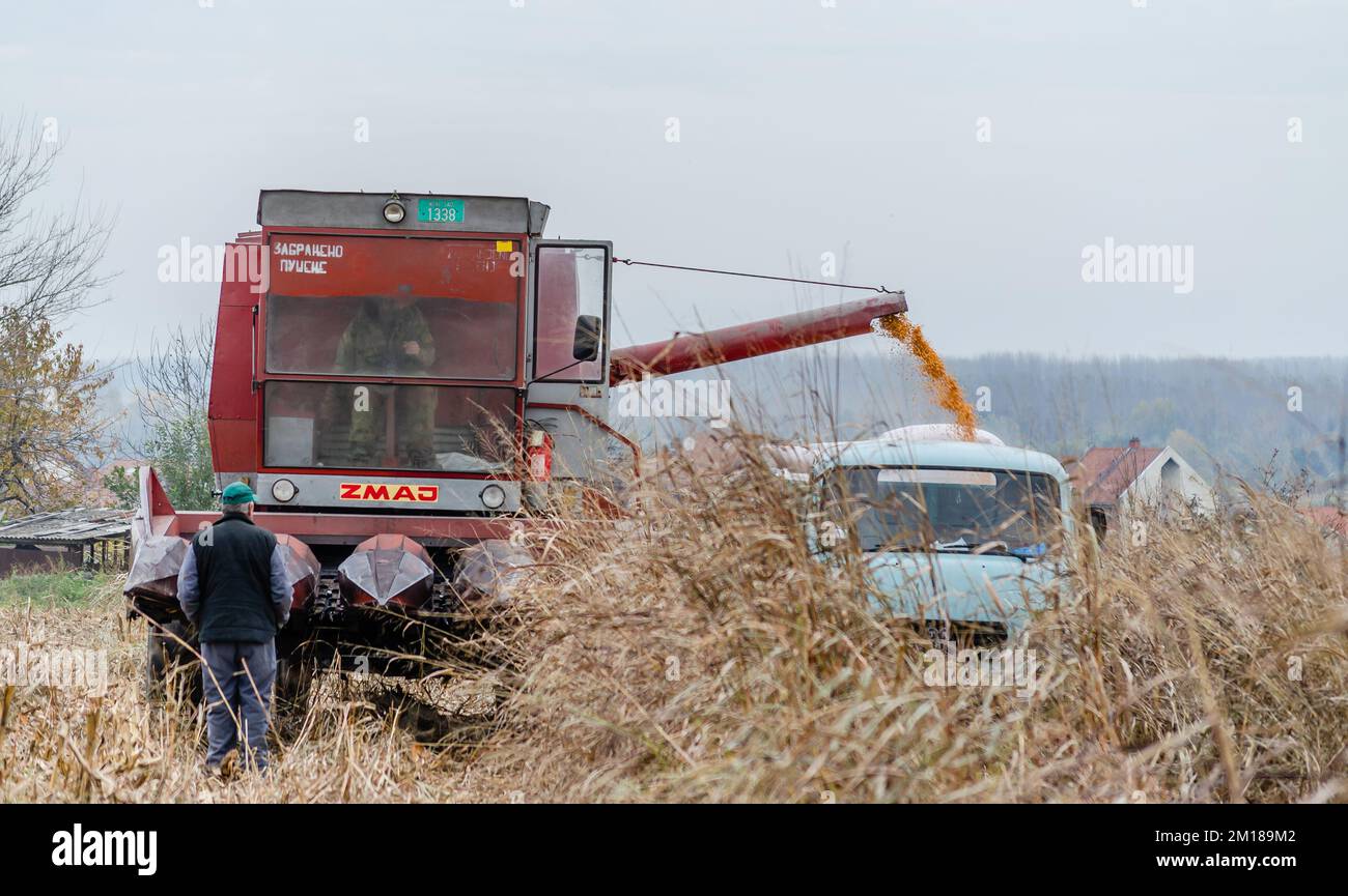 A red combine harvesting the remaining corn on the arable land Stock ...