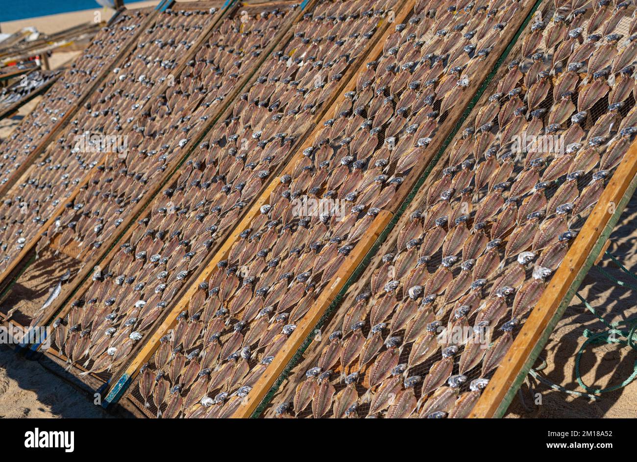 Fish drying on the beach in Nazare Stock Photo - Alamy