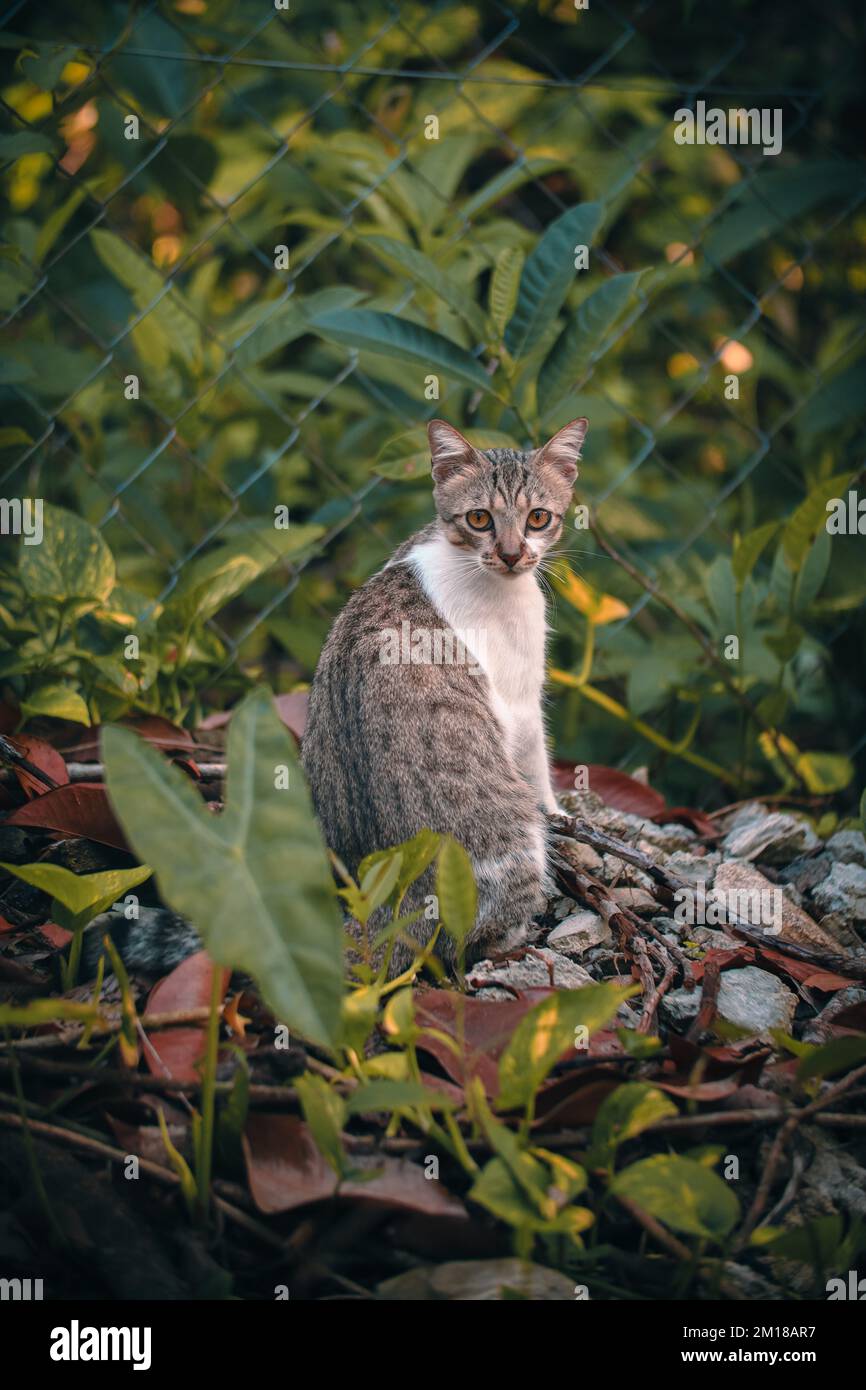 An adorable Cyprus cat looking at the camera in the garden in front of ...