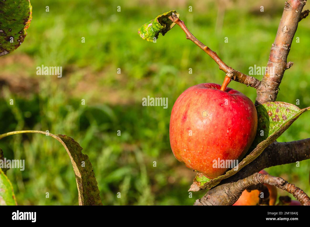 Apple tree with ripe red fruits in autumn. The remaining ripe apple ...
