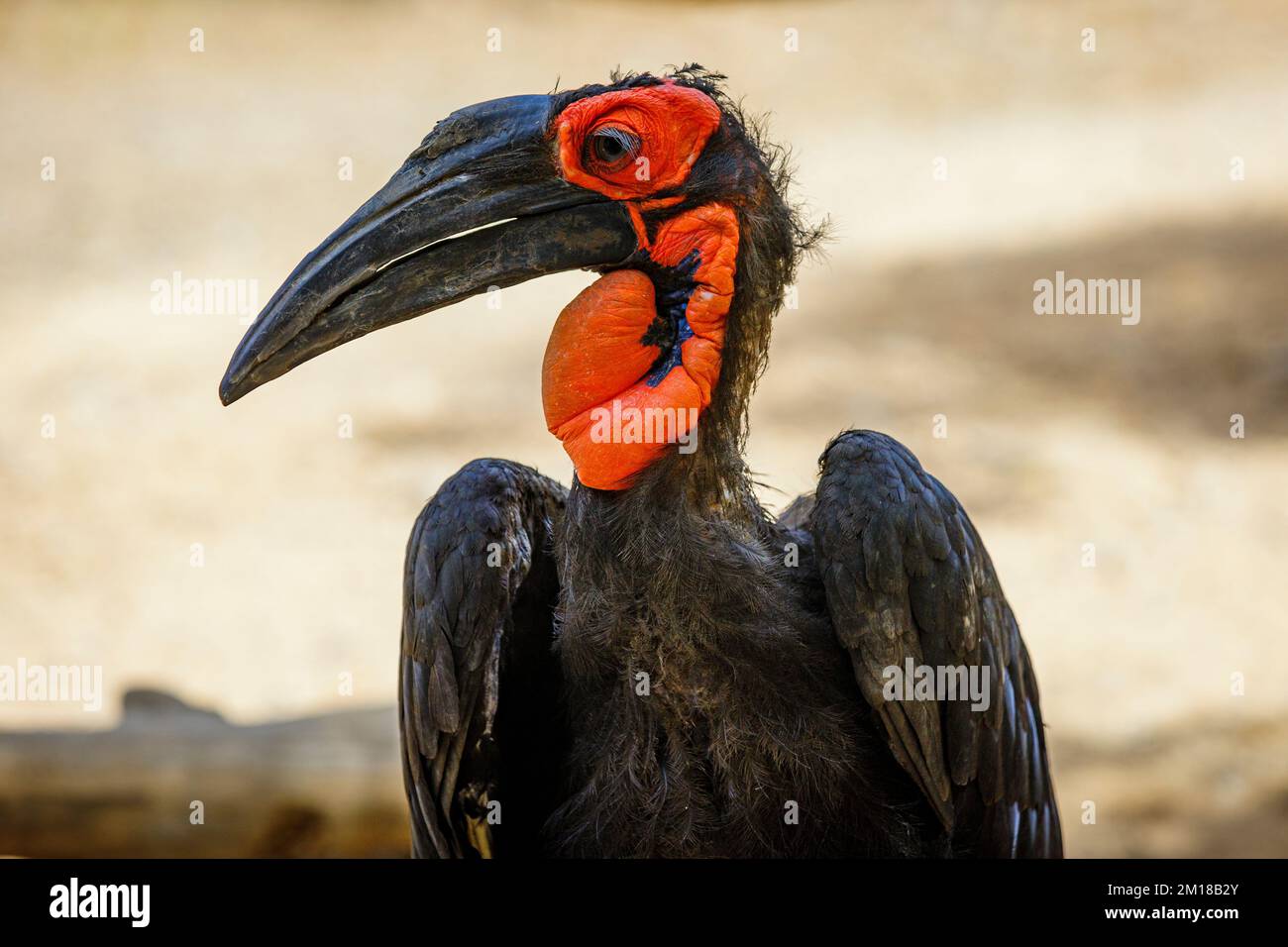 Kaffir horned raven hi-res stock photography and images - Alamy