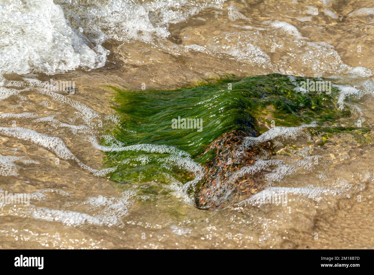 A top view of sea waves pushing the green algae toward the shore Stock ...