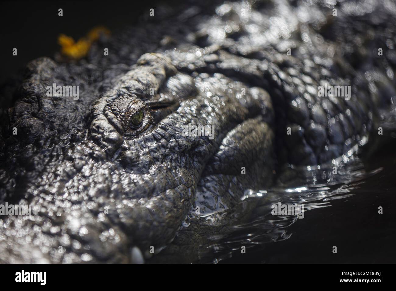 A closeup shot of a crocodile eye floating in water with its reflection ...