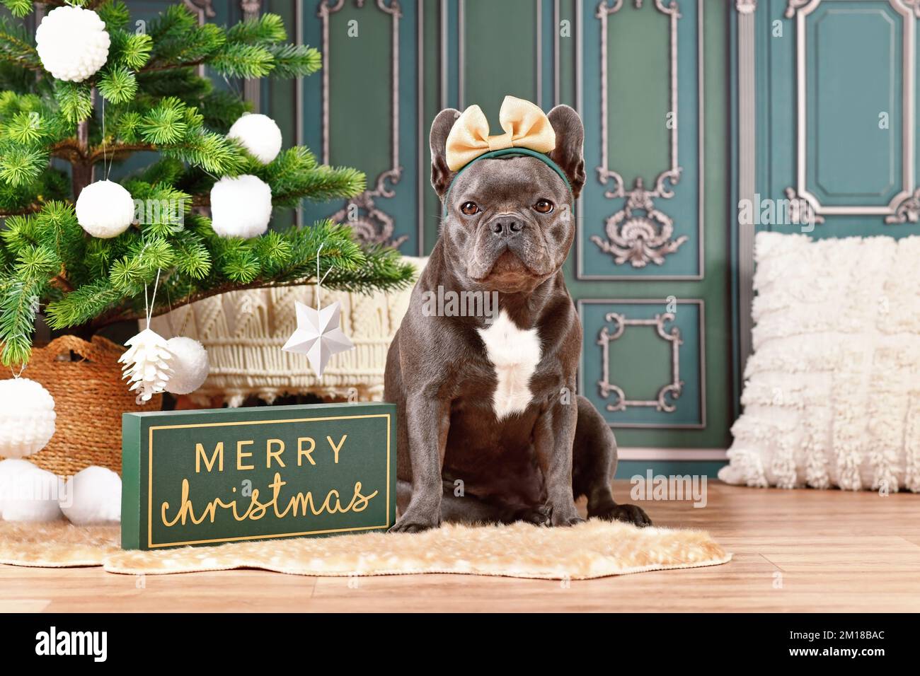 Black French Bulldog dog wearing ribbon headband next to Christmas tree ...