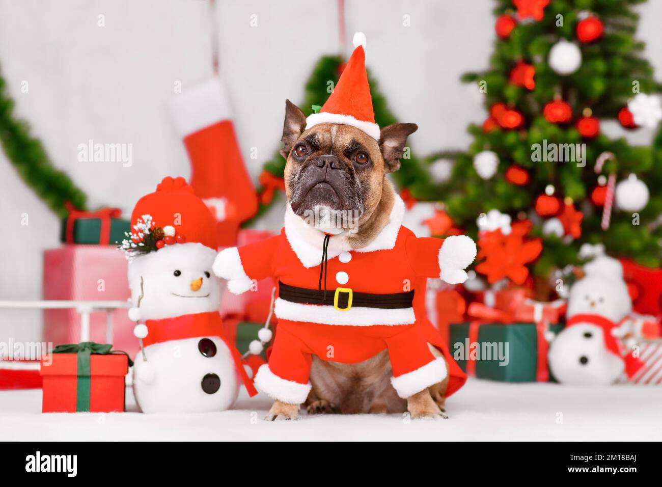 Fawn French Bulldog wearing Santa Claus dog costume next to seasonal ...